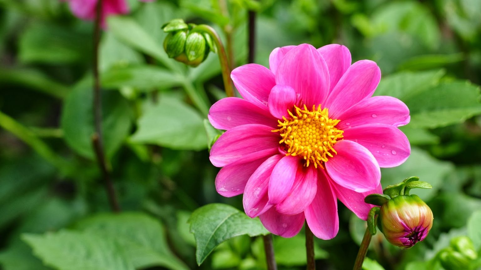 Bunga Cosmos: Cara Merawat dan Menanamnya - Indonesia Vox