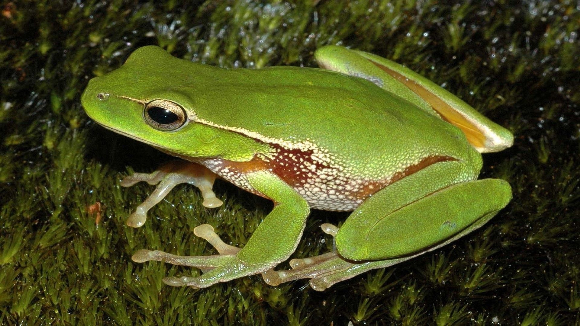 Makanan Kesukaan Katak yang Menarik untuk Diketahui - Indonesia Vox