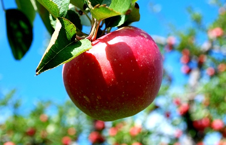Rasa Apel yang Menggugah Selera dan Menyehatkan - Indonesia Vox