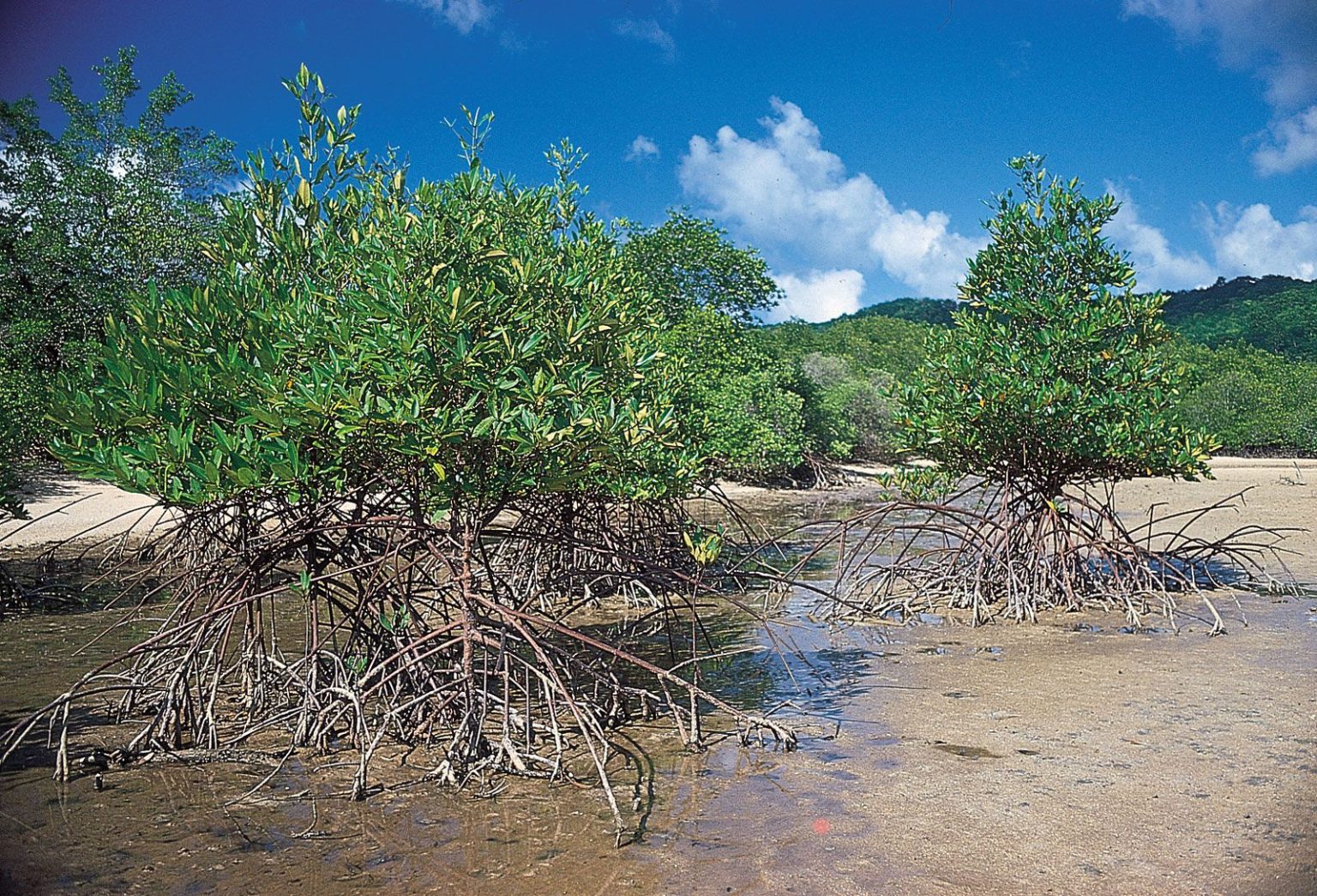 Jenis Mangrove yang Umum Ditemukan di Indonesia - Indonesia Vox