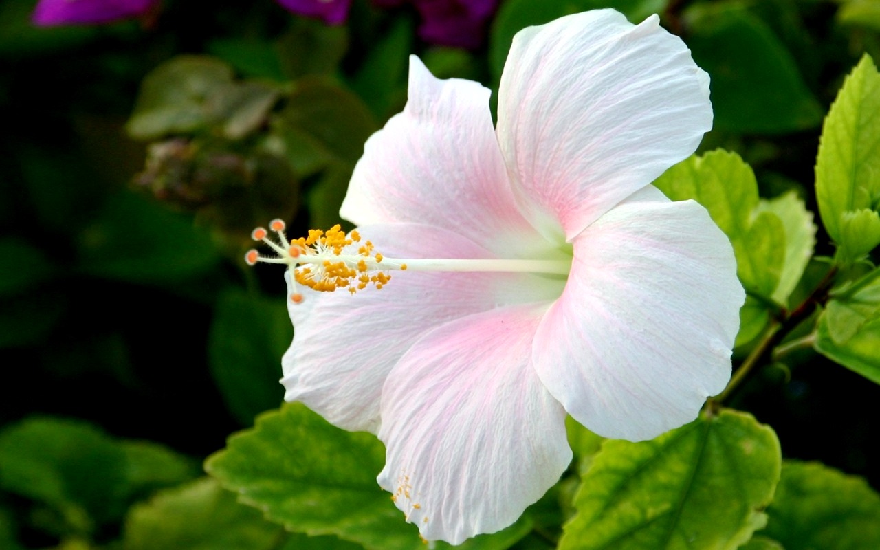 Jenis Jenis Bunga Bangkai yang Unik dan Menarik Di Dunia - Indonesia Vox