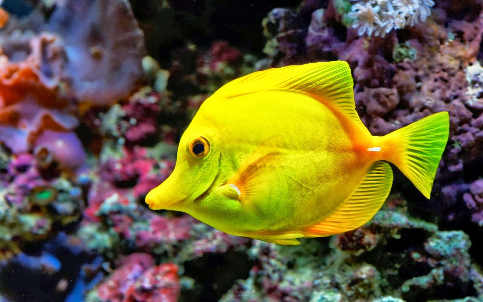 Ikan Laut Segar di Seminyak Nikmati Pengalaman Makan yang Tak ...