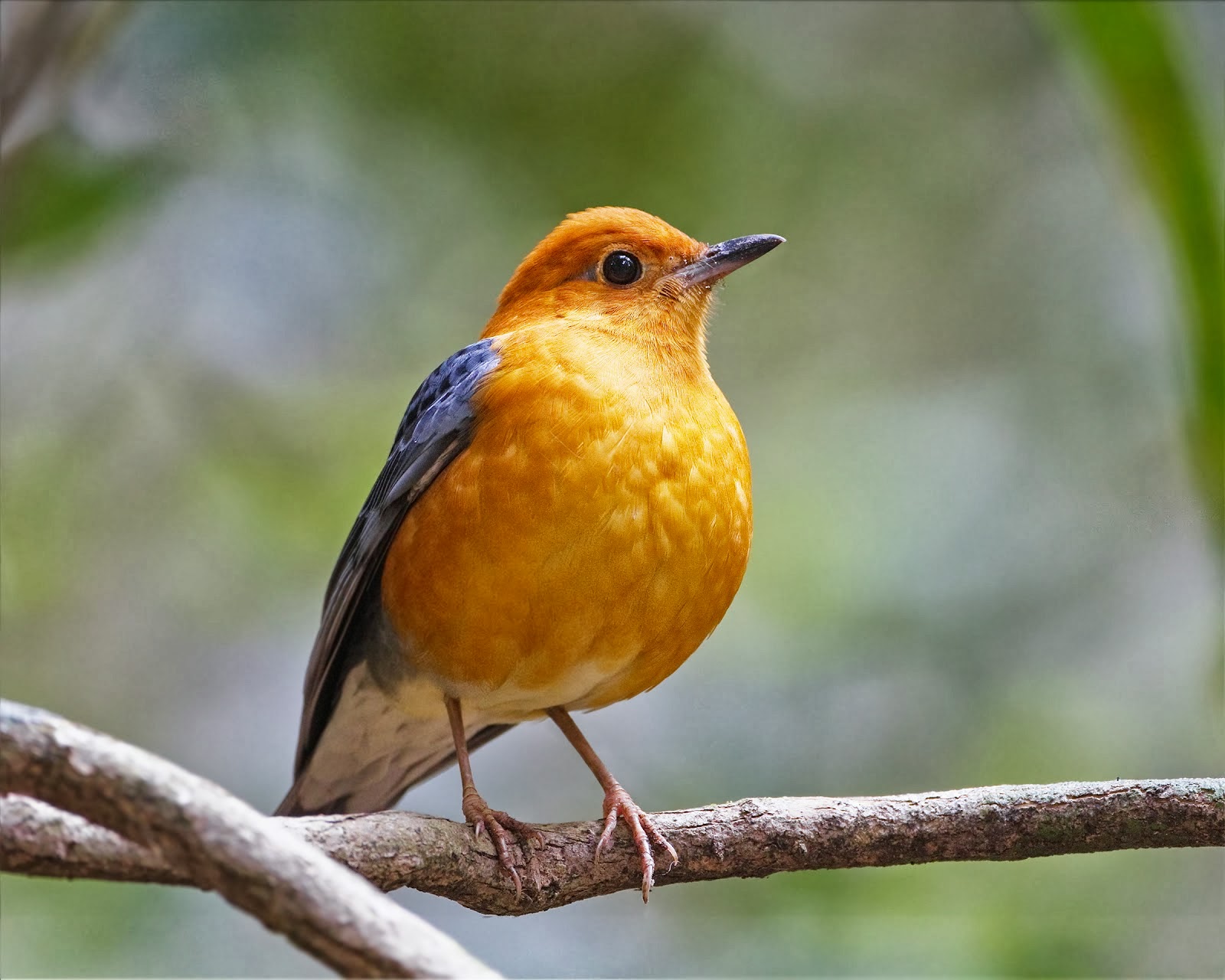 Burung Perak yang Menyihir Dunia dengan Keindahannya - Indonesia Vox