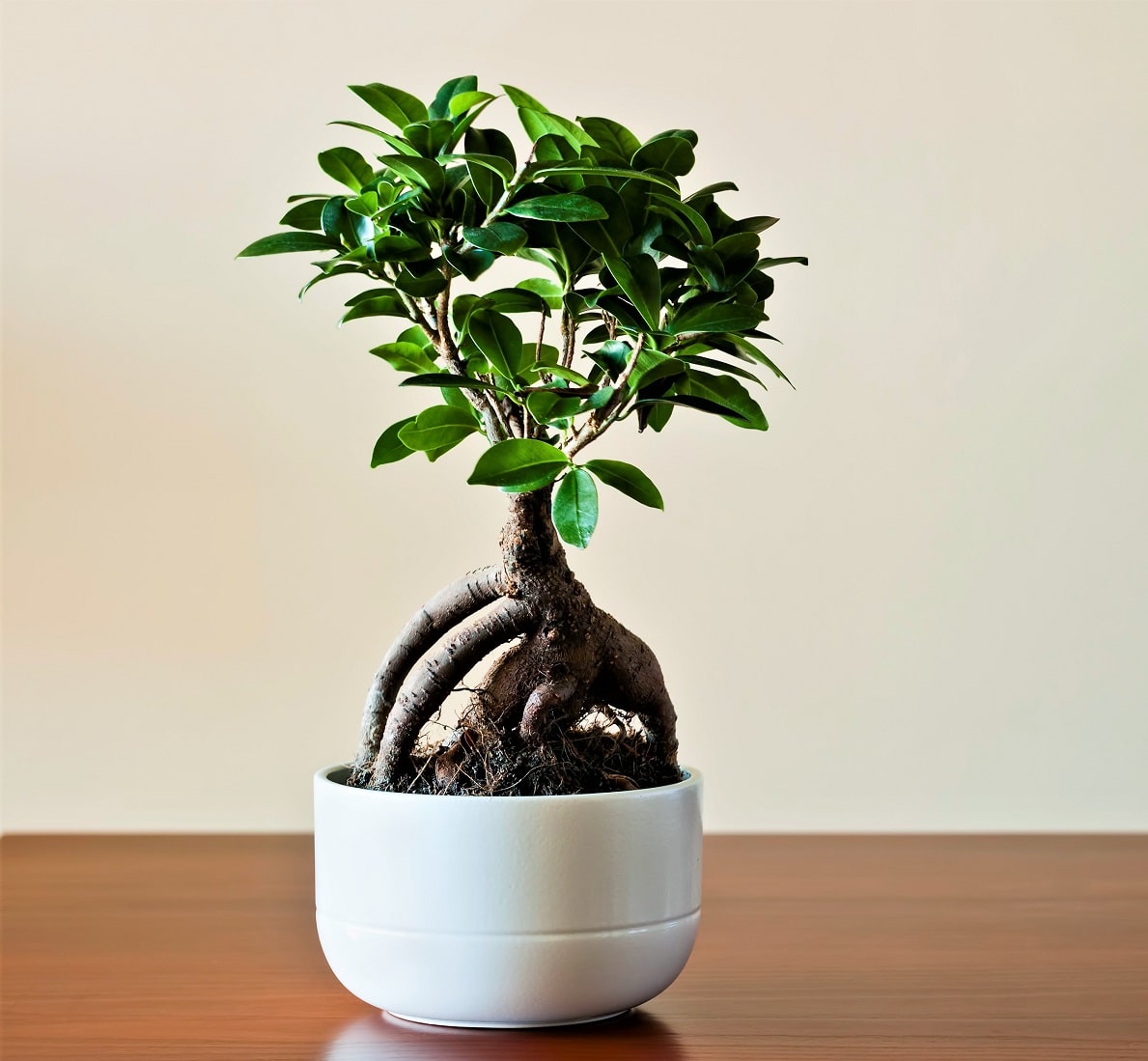 Jenis Ficus yang Cocok untuk Ditanam di Rumah - Indonesia Vox